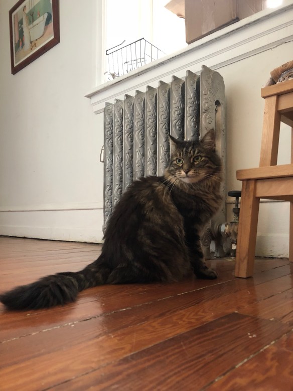 Kitty Hosts! | James Matthews House