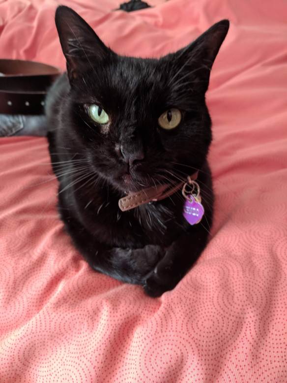 Kitty Hosts! | James Matthews House